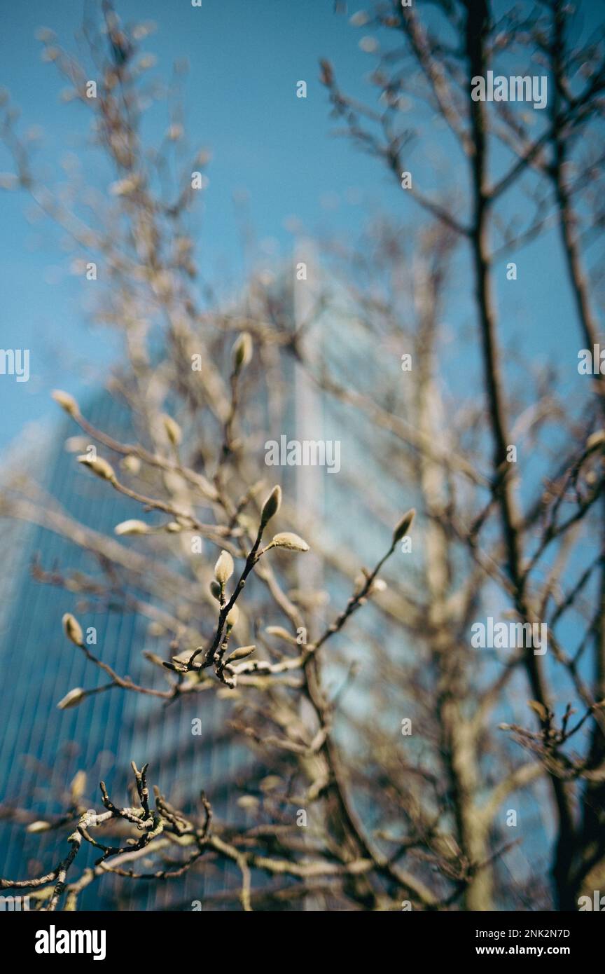 Spring buds of a tree against a blurred urban skyscraper and blue sky ...