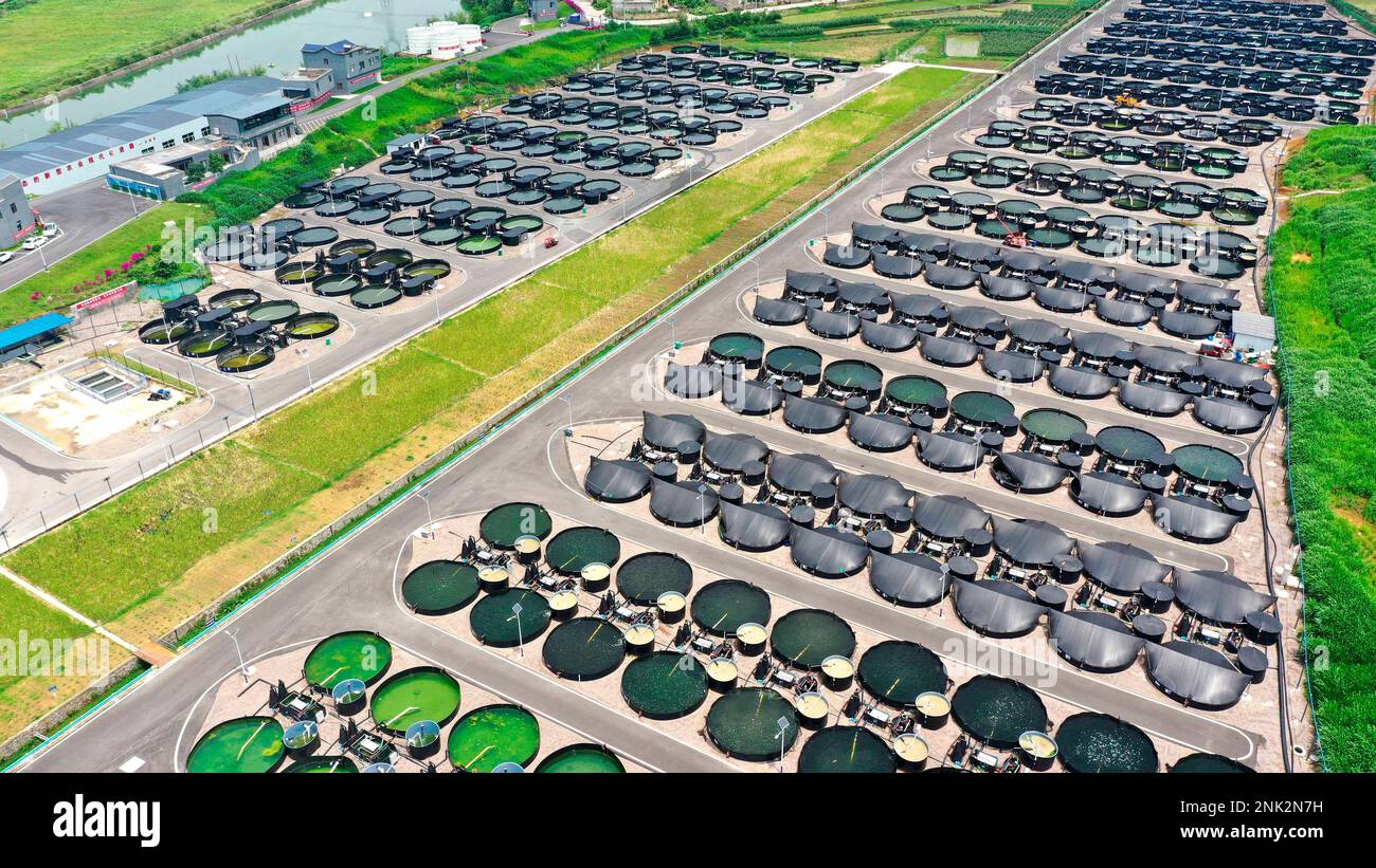 An aerial view of the round ponds at an aquatic farm in Xingyi in ...