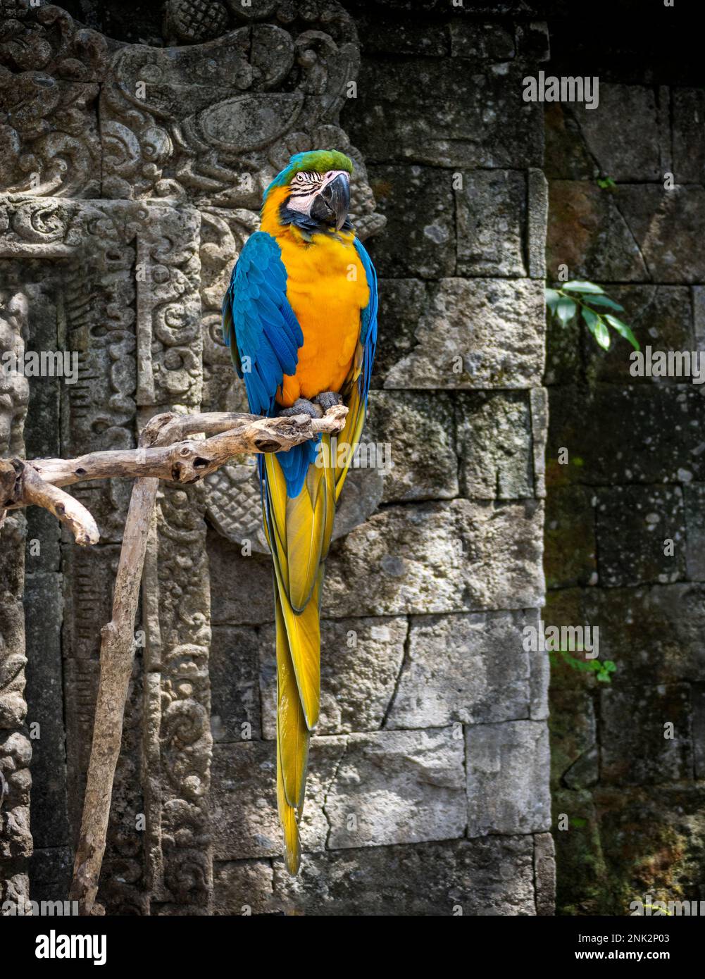 Parrot ara ararauna on branch hi-res stock photography and images - Alamy