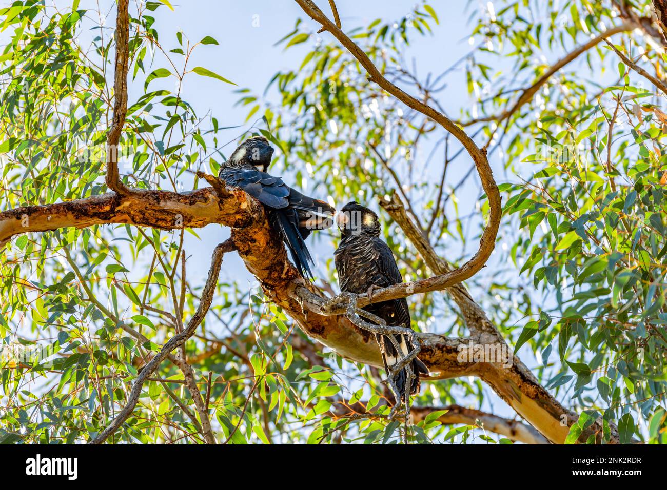 The Short-billed Black Cockatoo (Calyptorhynchus latirostris) also ...