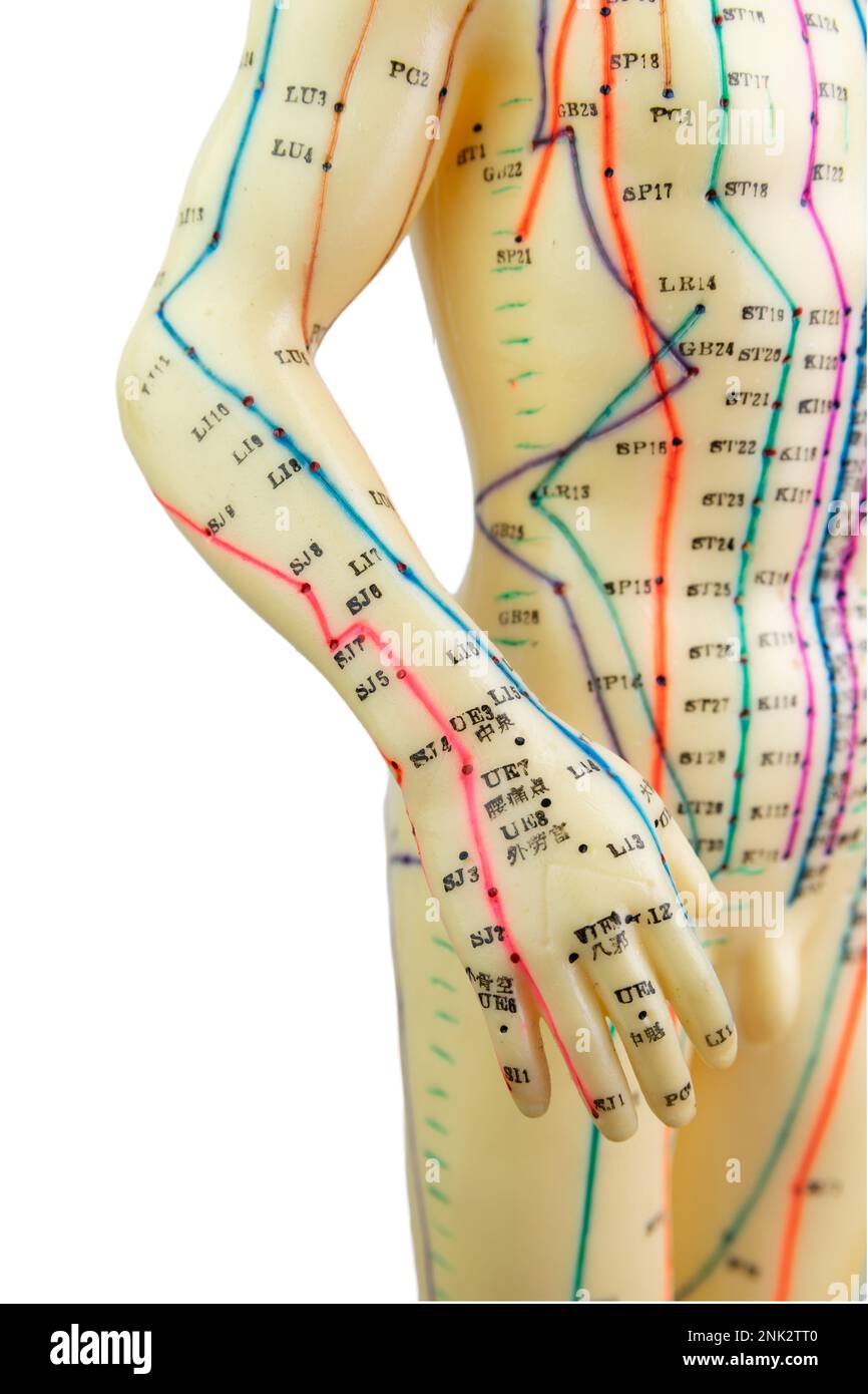 Medical acupuncture model of human isolated on white background. Focus ...