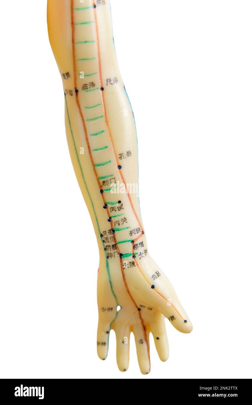 Medical acupuncture model of human isolated on white background. Focus ...