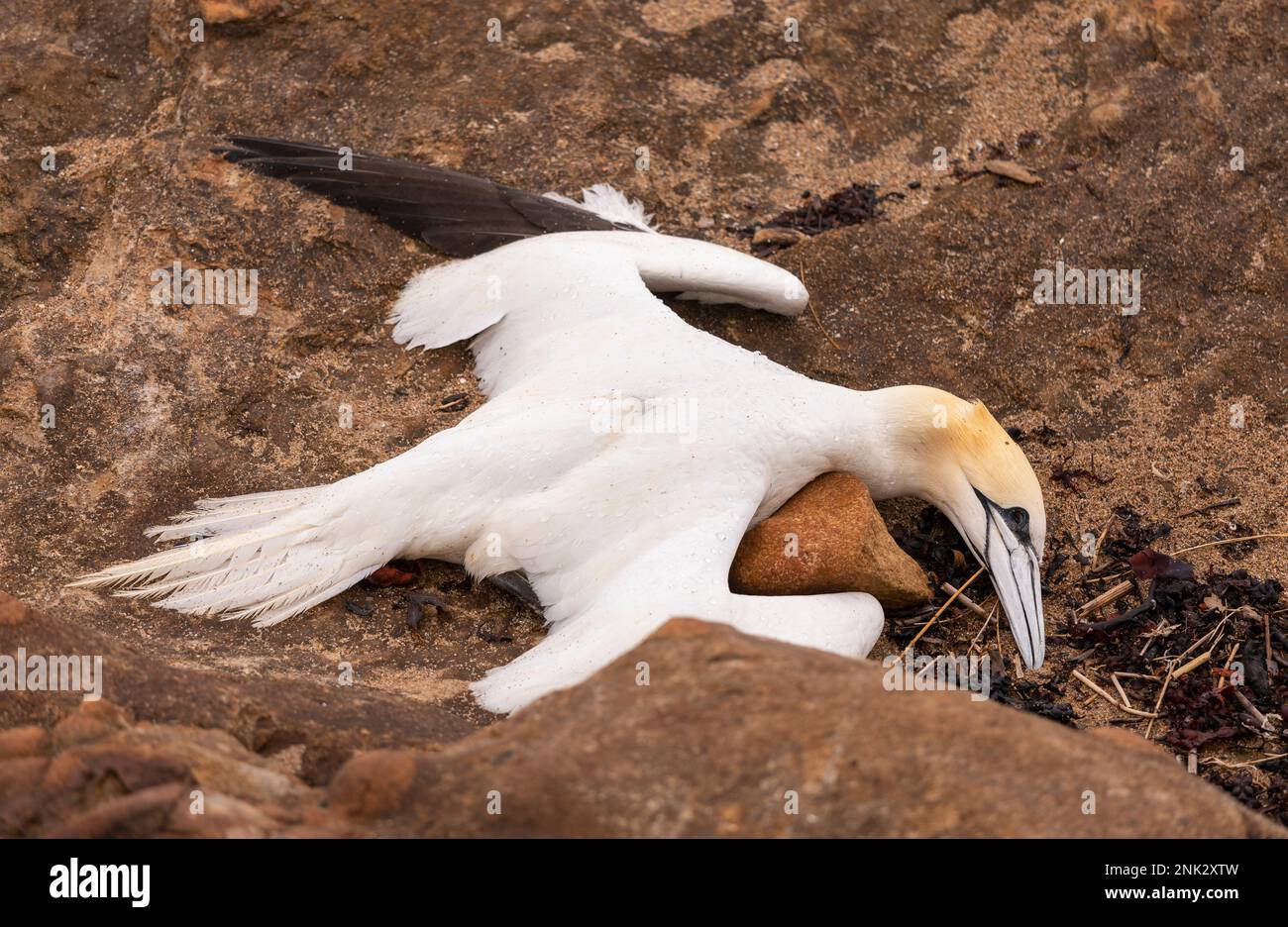 FIFE COASTAL PATH, SCOTLAND, EUROPE - Dead Northern Gannet bird, on ...