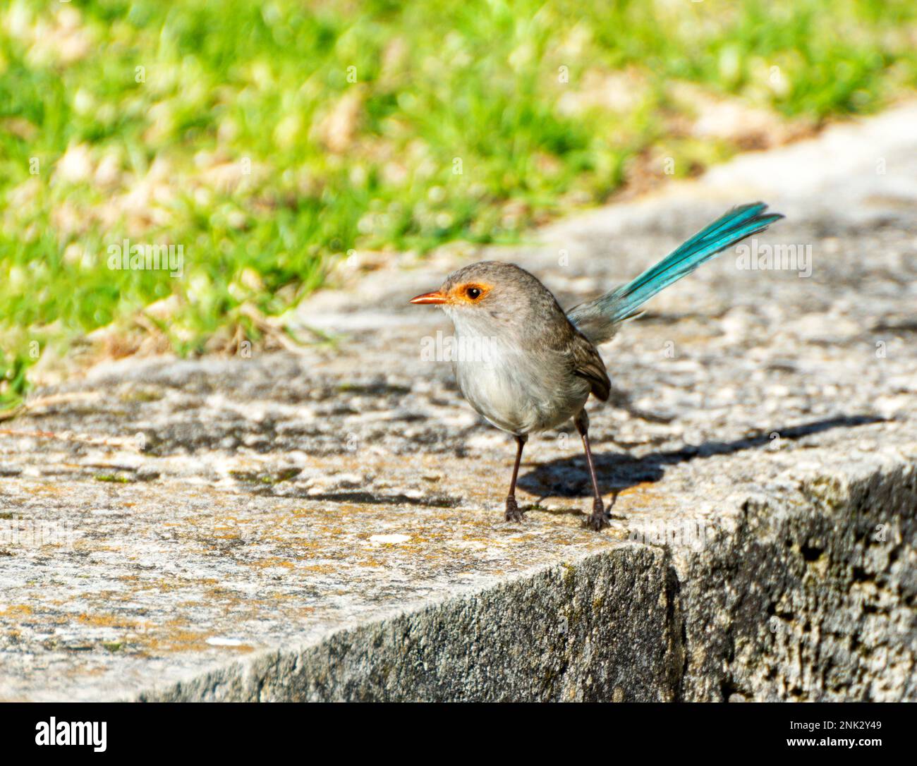 Splendid Fairy Wren, Malurus splendens, Western Australia Stock Photo ...