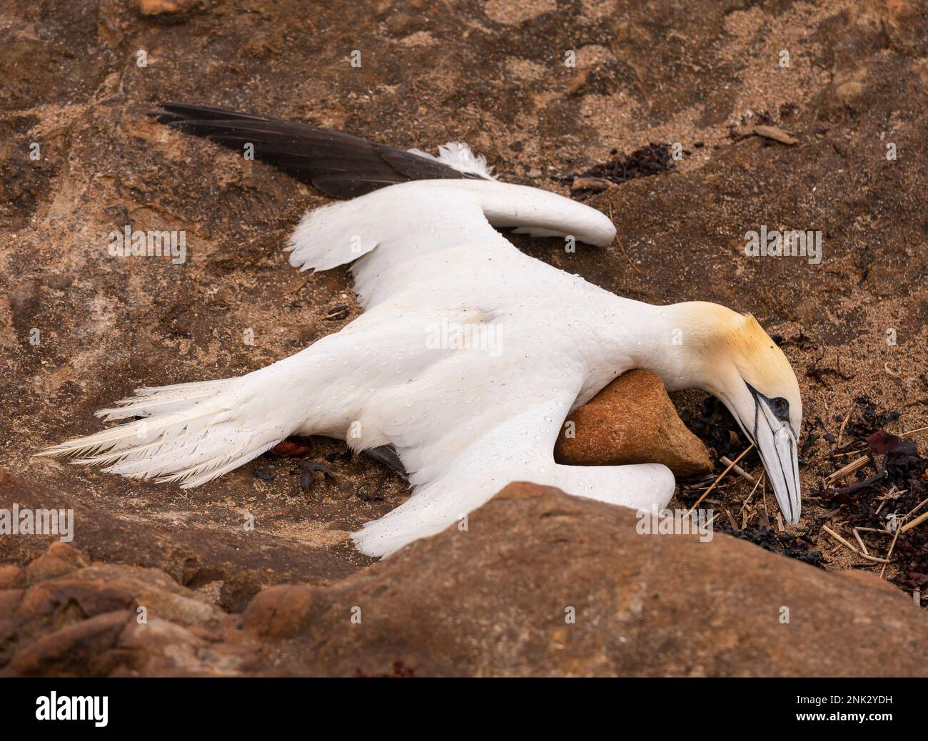 FIFE COASTAL PATH, SCOTLAND, EUROPE - Dead Northern Gannet bird, on ...