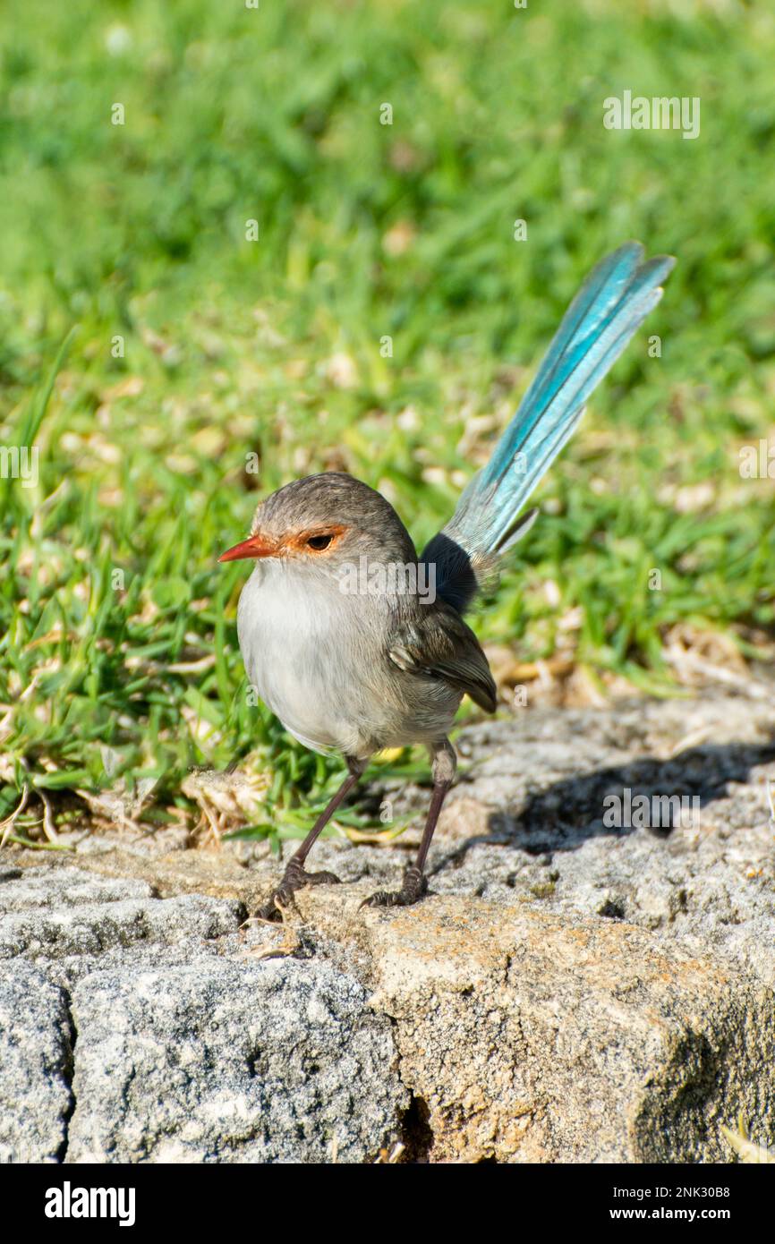 Splendid Fairy Wren, Malurus splendens, Western Australia Stock Photo ...
