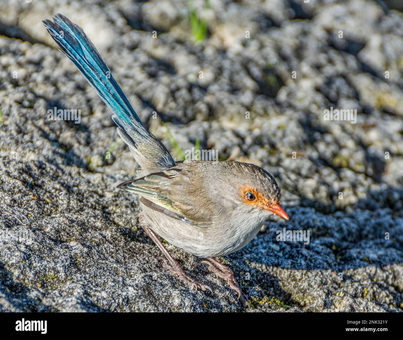 Malurus splendens hi-res stock photography and images - Alamy