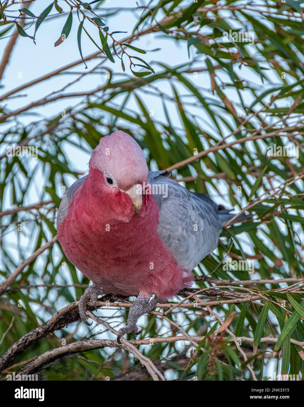 The galah (Eolophus roseicapilla), also known as the galah or pink and ...