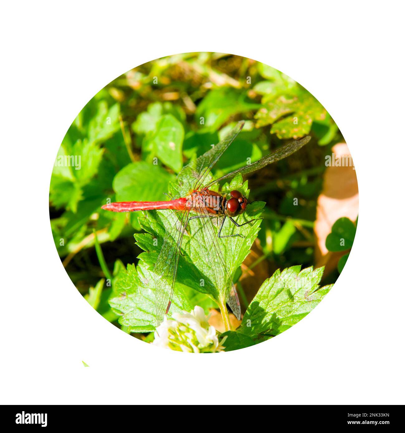 Dragonfly on the flower Cut Out Stock Images & Pictures - Alamy
