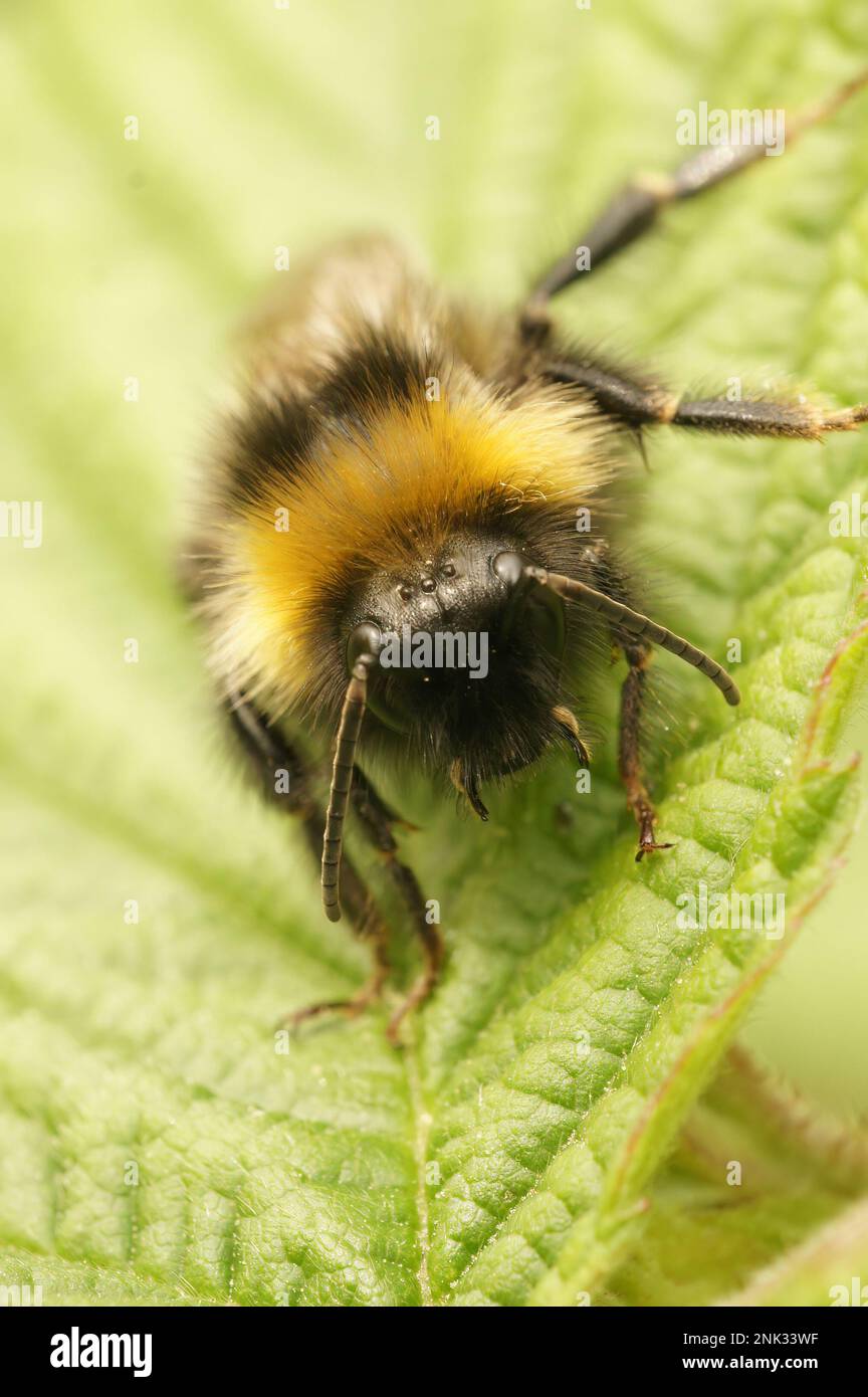 Natural closeup on the forest four colored cuckoo-bumblebee, Bombus ...