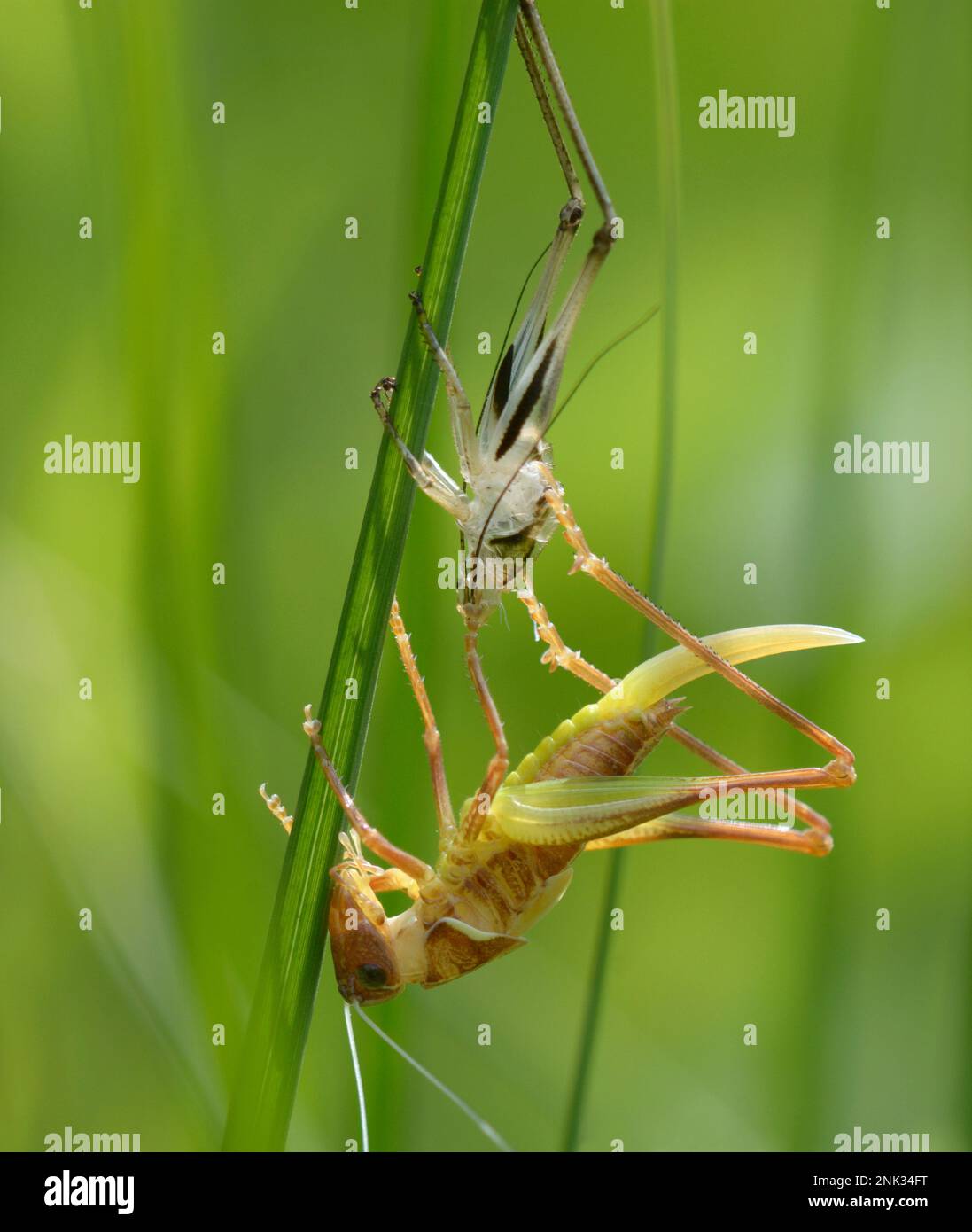 Grasshopper Molting