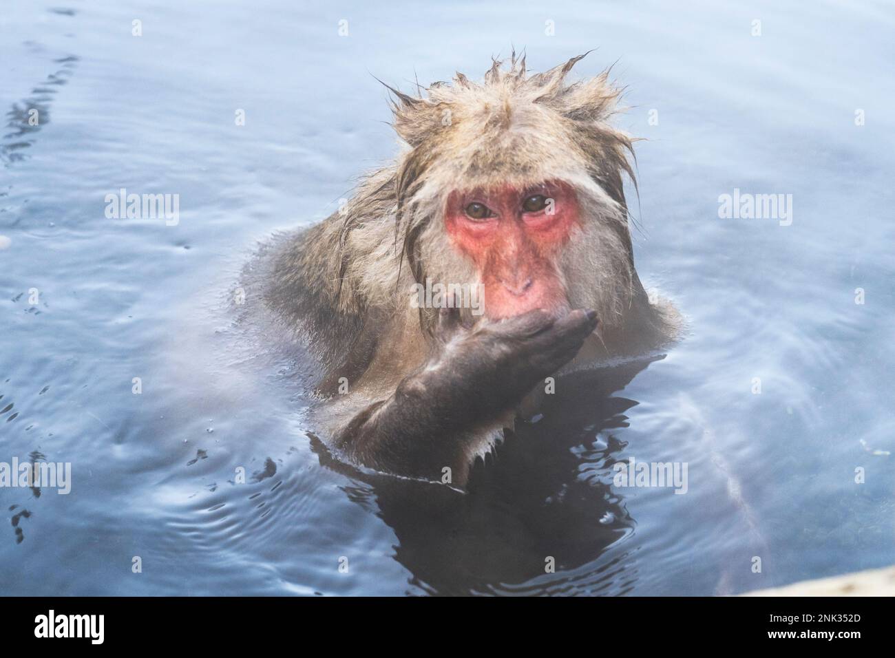 Yamanochi, Nagano Prefecture, Japan. 12th Feb, 2023. Tourists ...