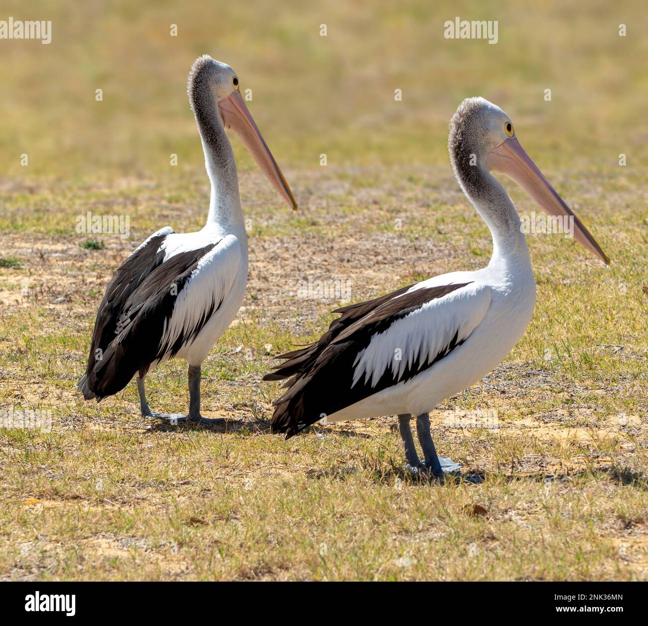 The Australian pelicans (Pelecanus conspicillatus) is a large waterbird ...
