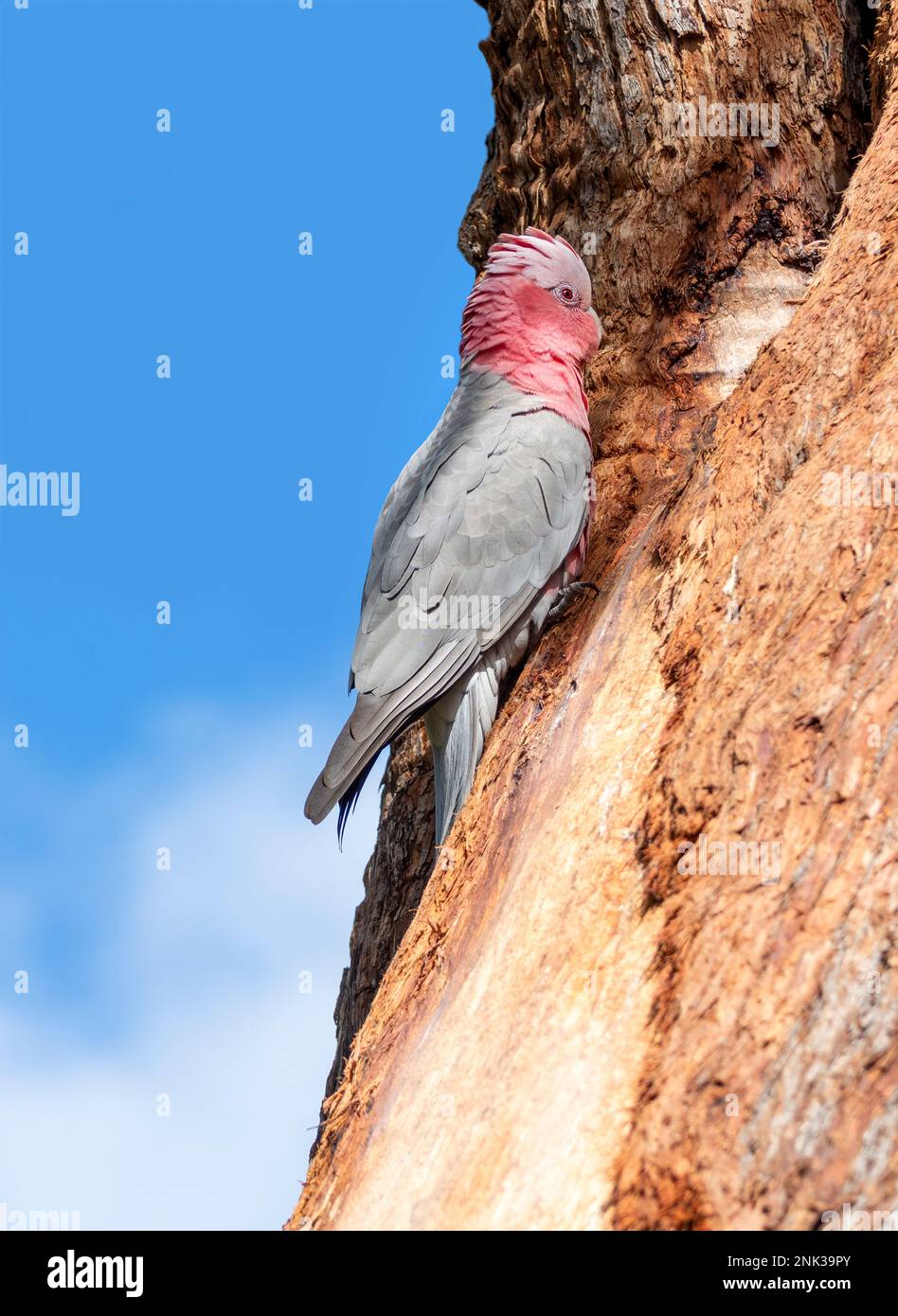 The galah (Eolophus roseicapilla), also known as the galah or pink and ...