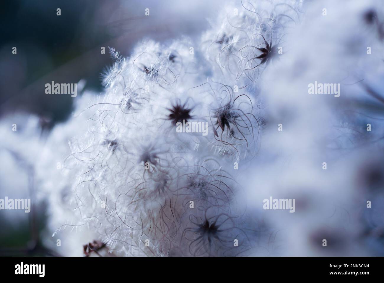 Seed dispersal scene hi-res stock photography and images - Alamy