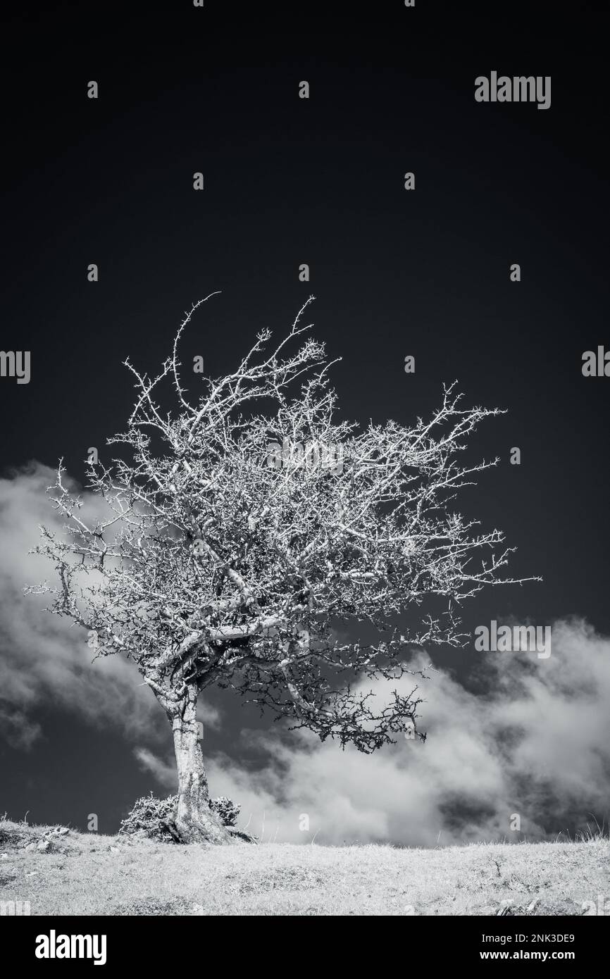 Infrared Thorn Tree Stock Photo - Alamy