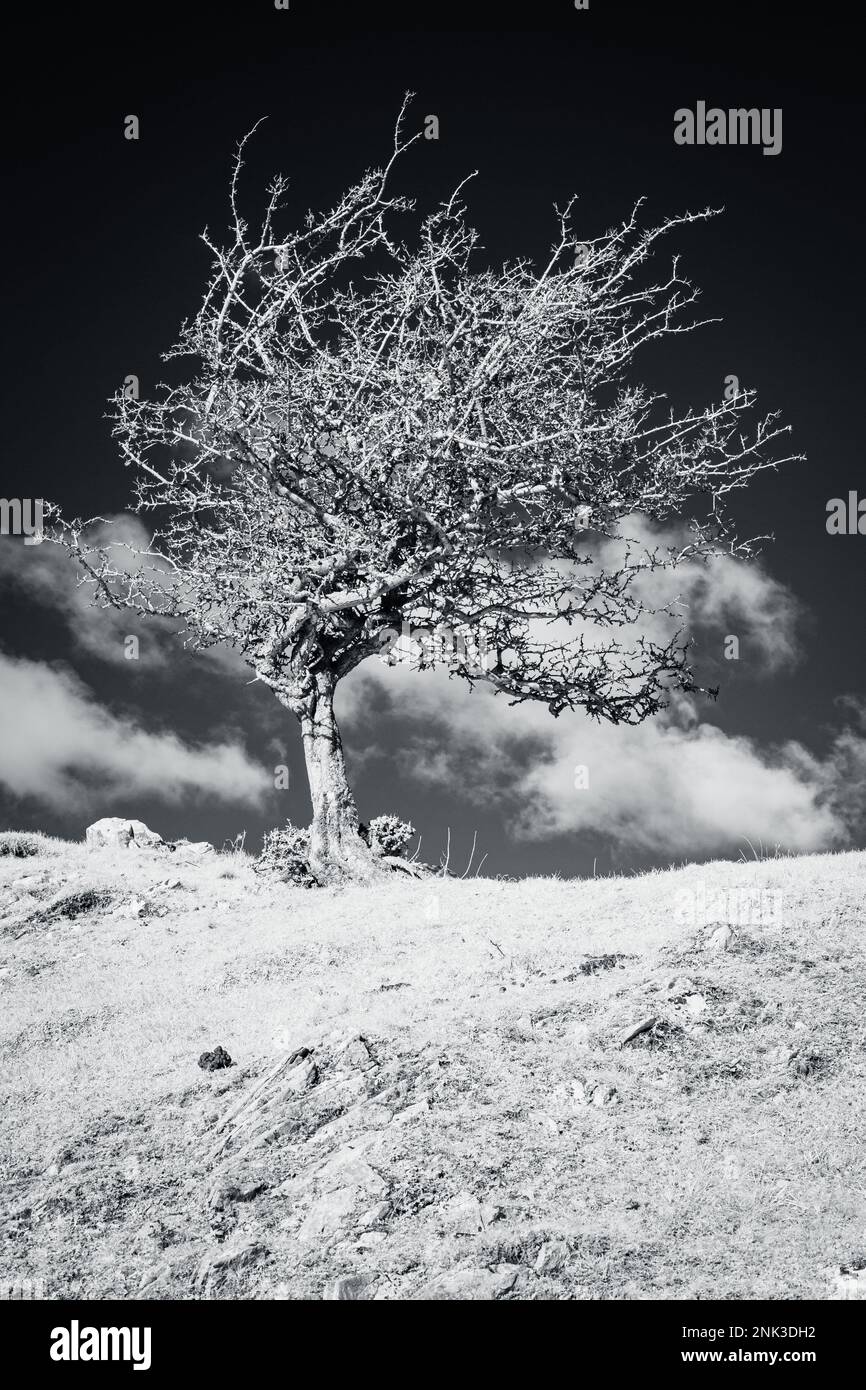 Infrared Thorn Tree Stock Photo - Alamy