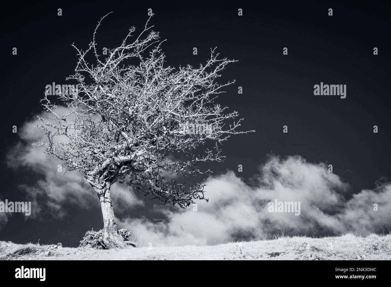 Infrared Thorn Tree Stock Photo - Alamy