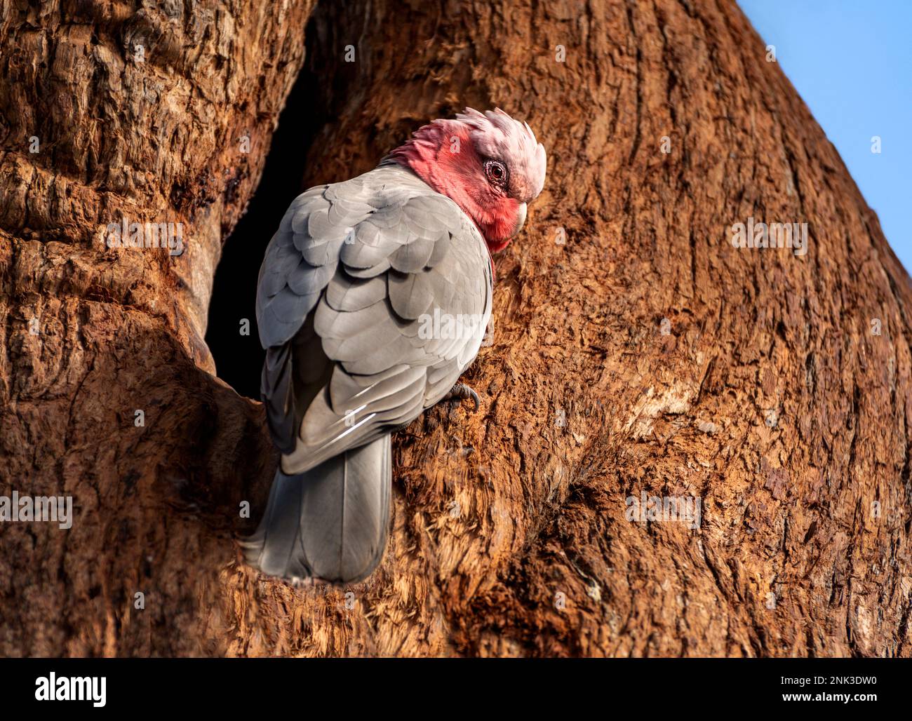 The galah (Eolophus roseicapilla), also known as the galah or pink and ...