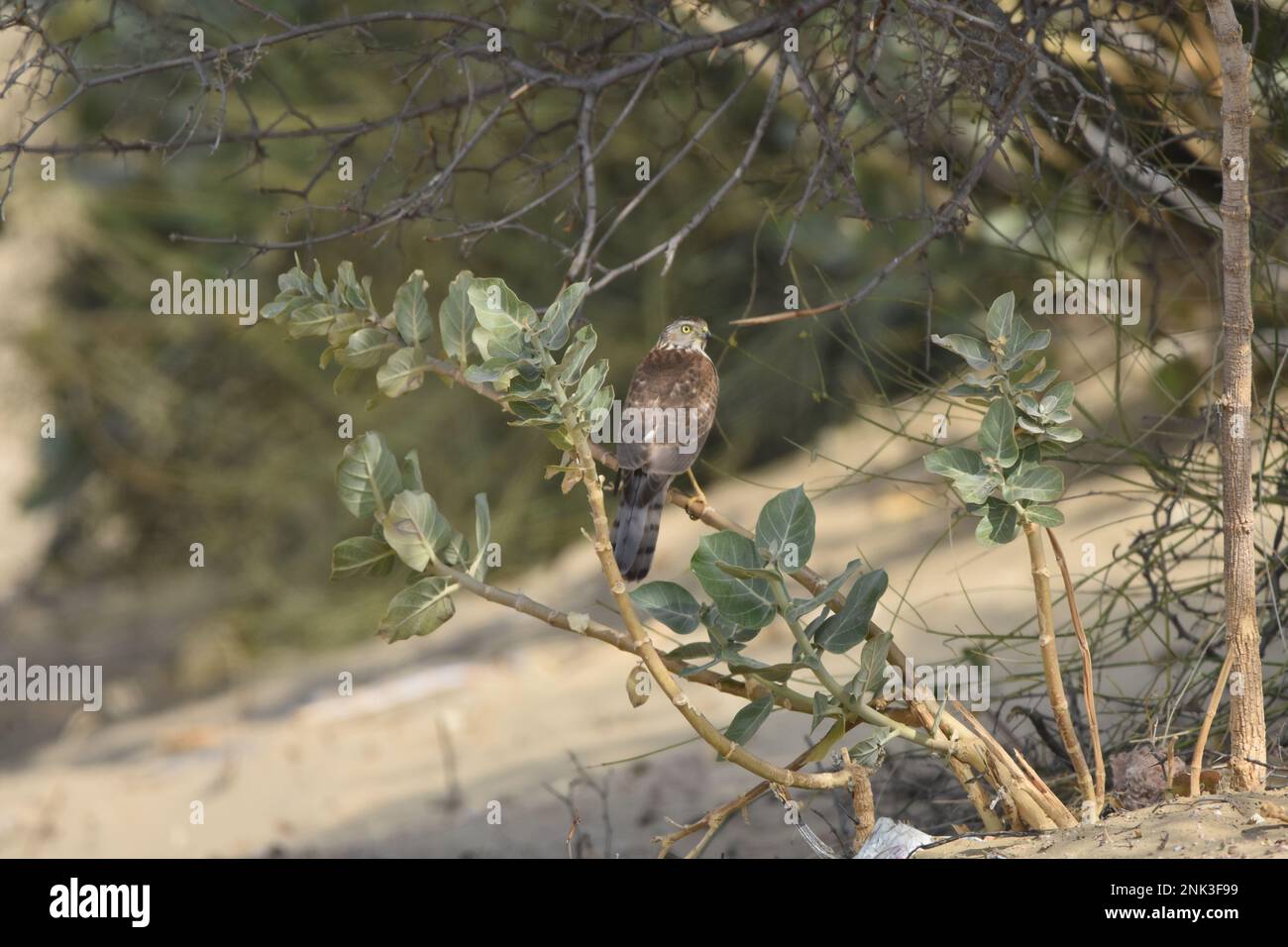 A Shikra perching for a hunt at the Desert National Park in Rajasthan ...