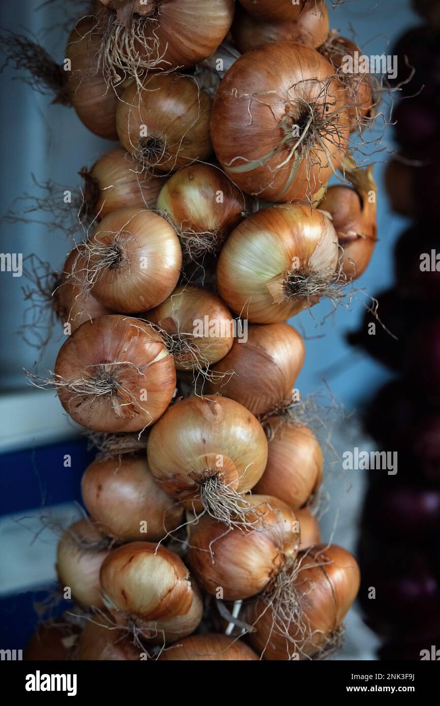 Harvesting strings of white and red onions, home grown on allotment ...
