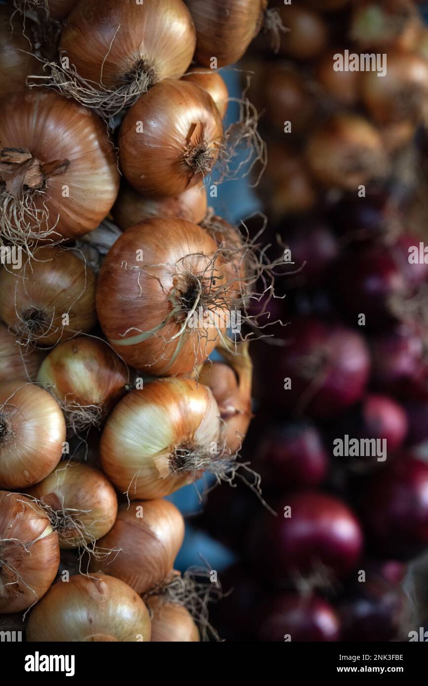 Harvesting strings of white and red onions, home grown on allotment ...