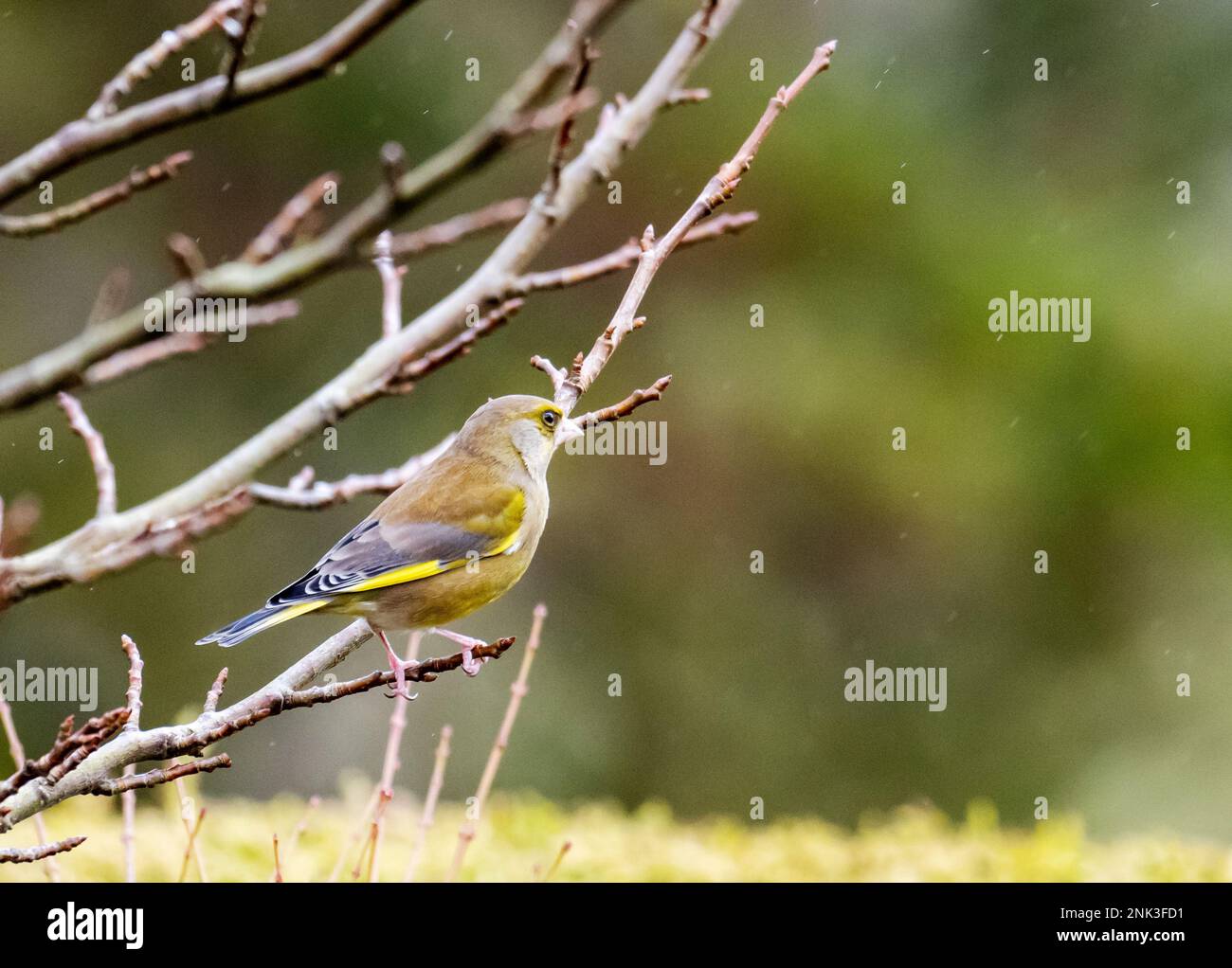 A Greenfinch, Chloris chloris, in a garden in Ambleside, Lake District ...