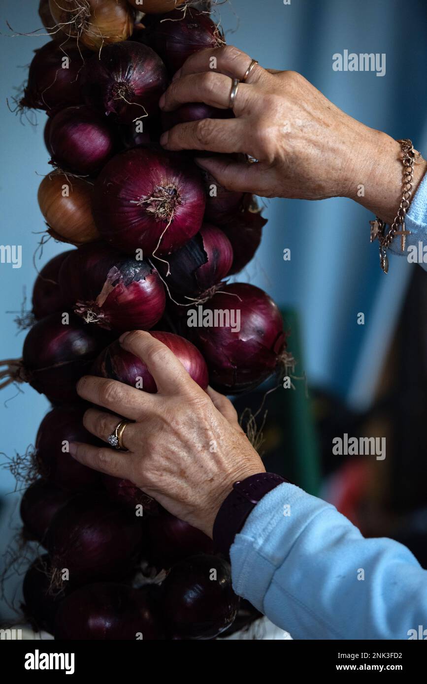 Harvesting strings of white and red onions, home grown on allotment ...