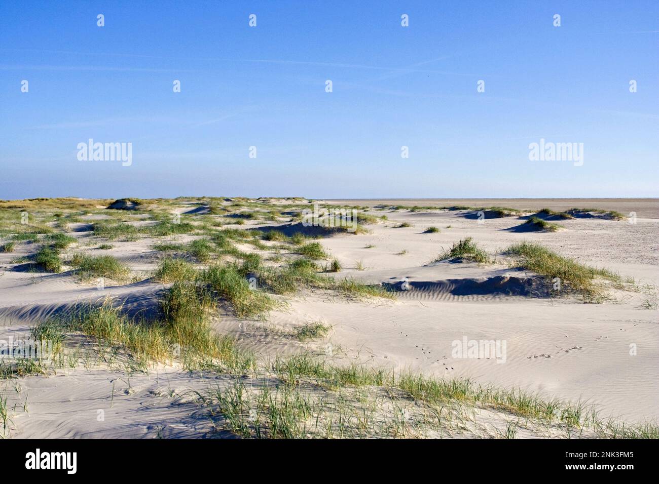 Duinvorming Vlieland Nederland; Dune growth Vlieland Netherlands Stock ...