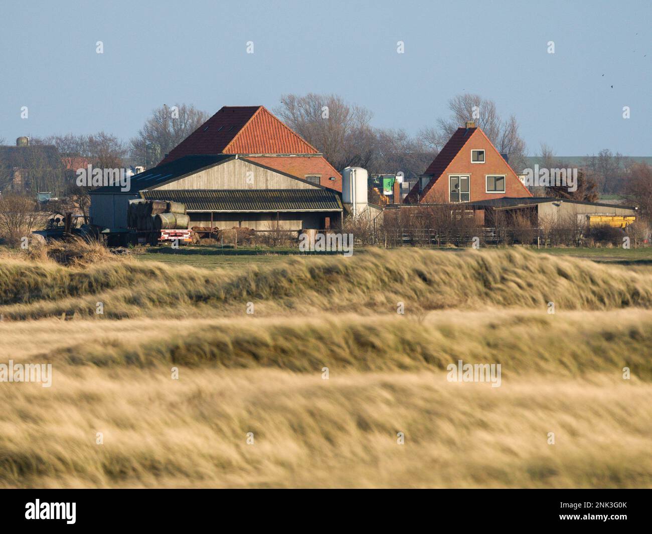 Farm at Texel in spring Stock Photo - Alamy