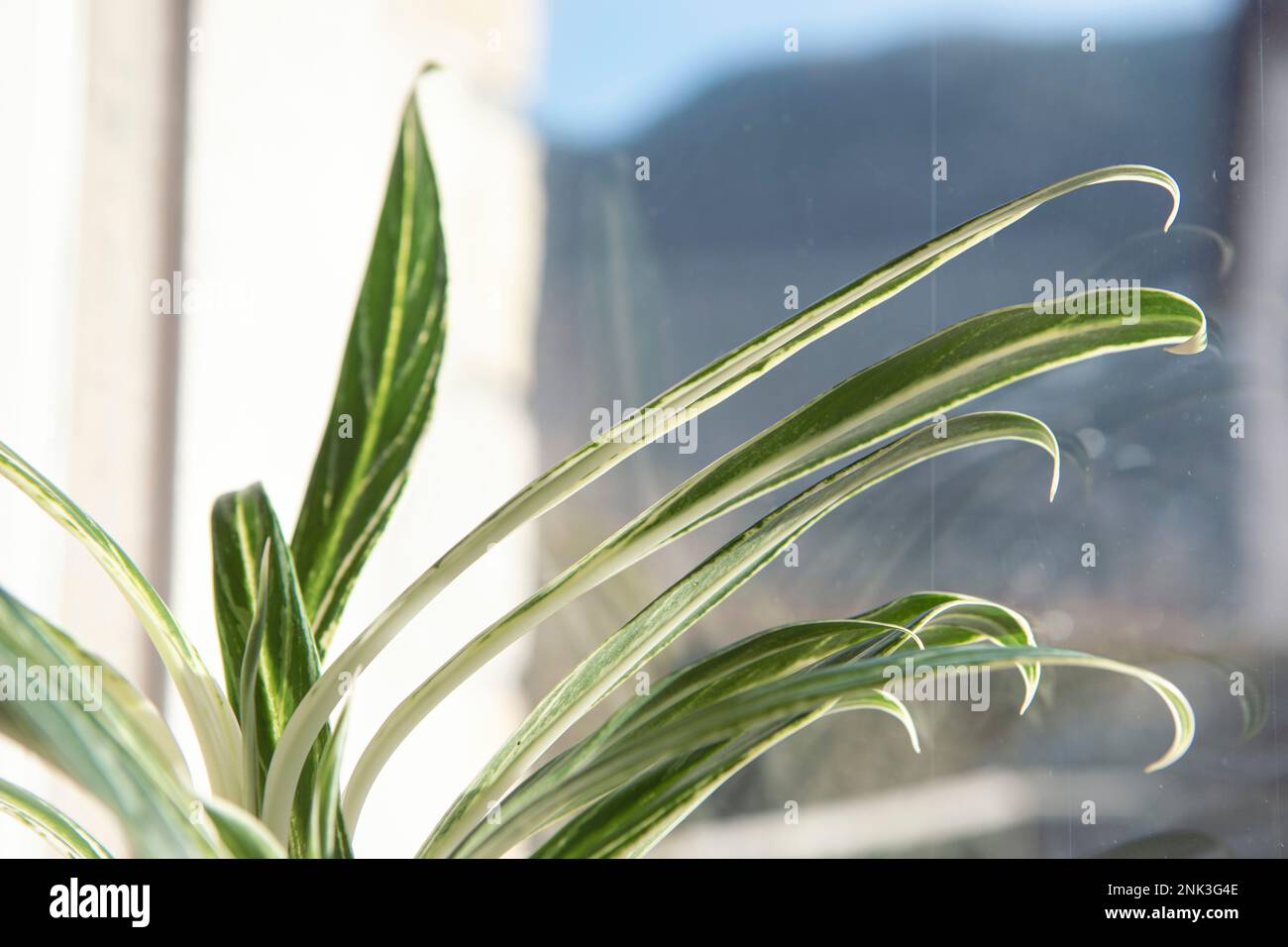 Abstract green leaves with pattern, close-up of potted plant. Aglaonema ...