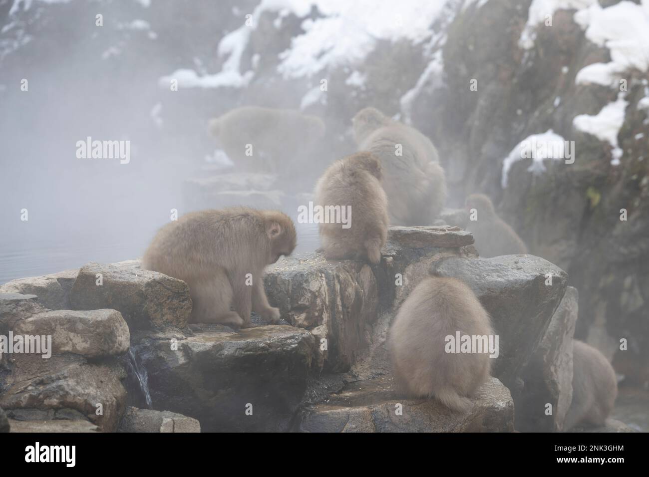 Volcanic national park leave hi-res stock photography and images - Alamy