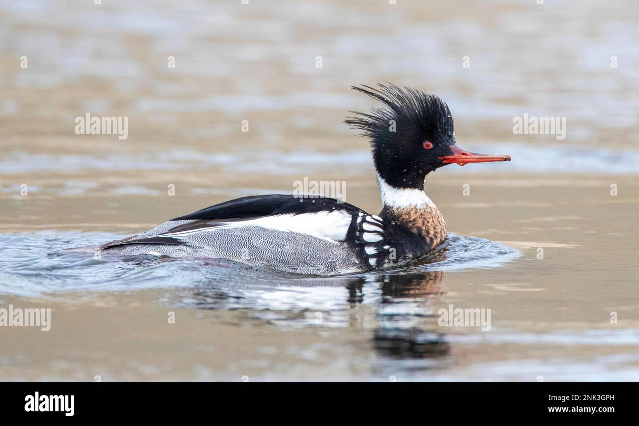 Wintering male Red-breasted Merganser (Mergus serrator) swimming in the ...