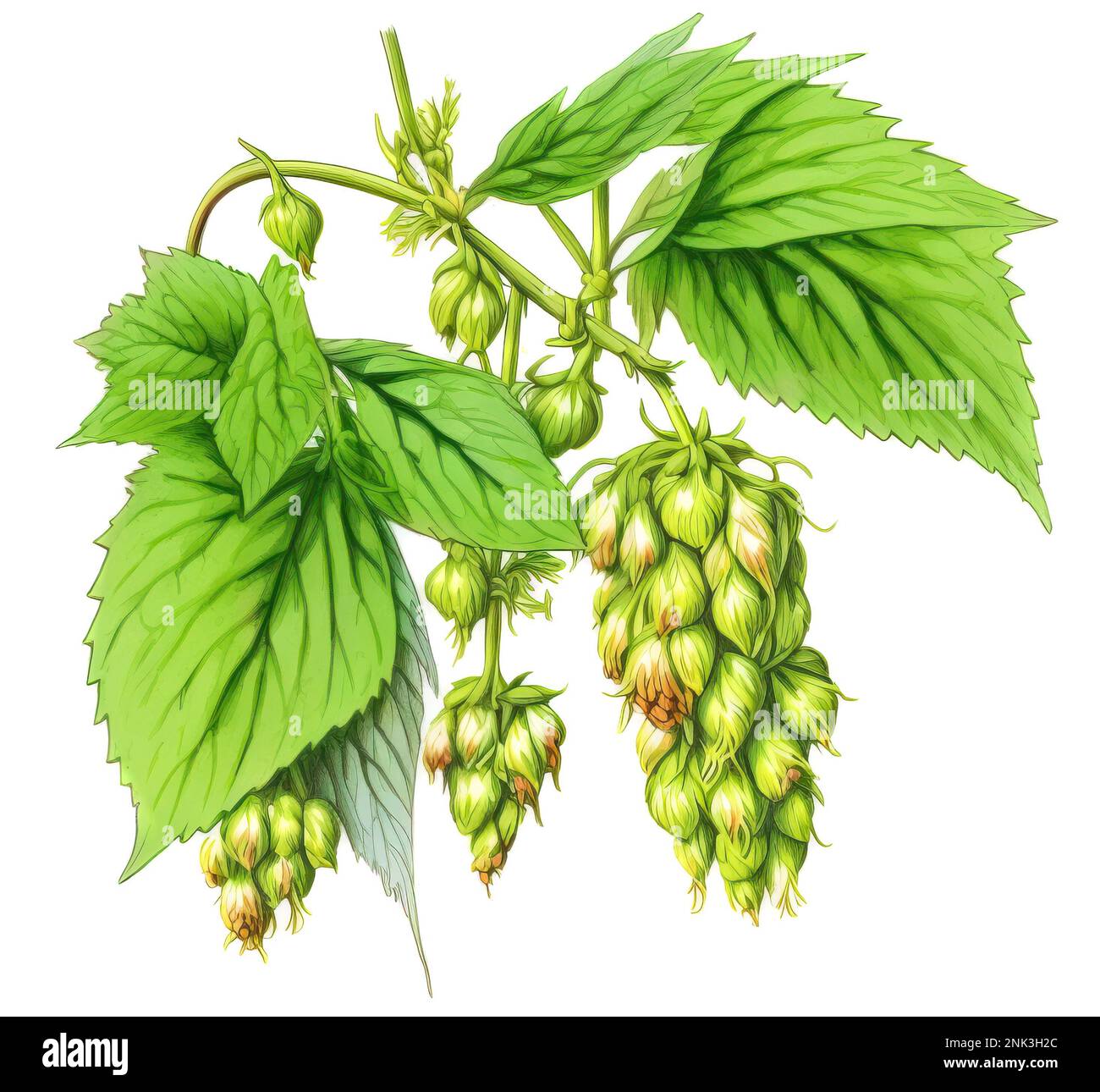 Humulus lupulus common hop illustration Cut Out Stock Images & Pictures ...