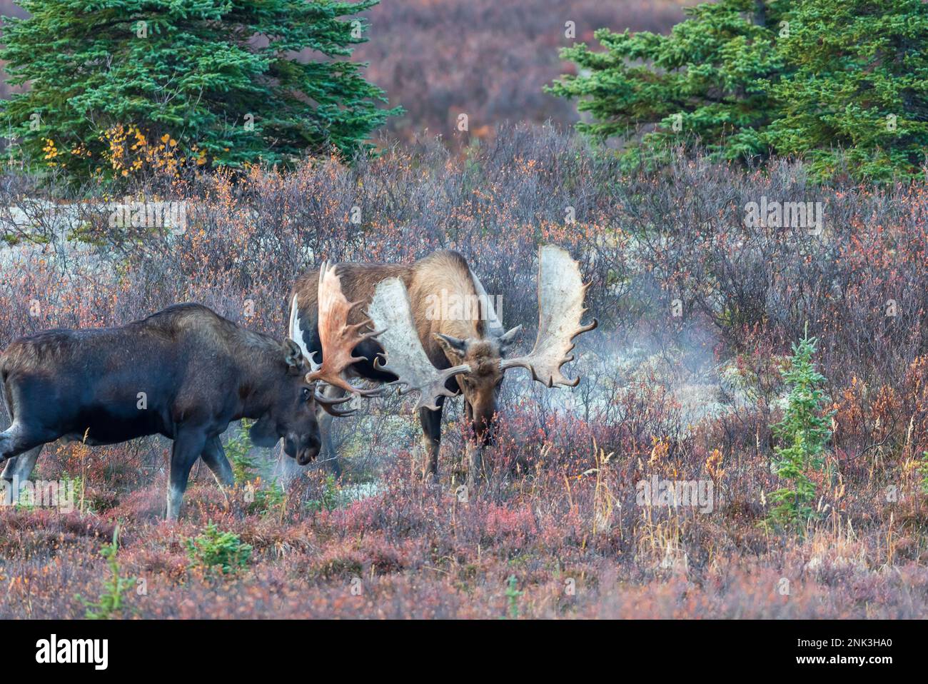 Alaska Yukon Bull Moose Fighting in Denali National Park Alaska in ...