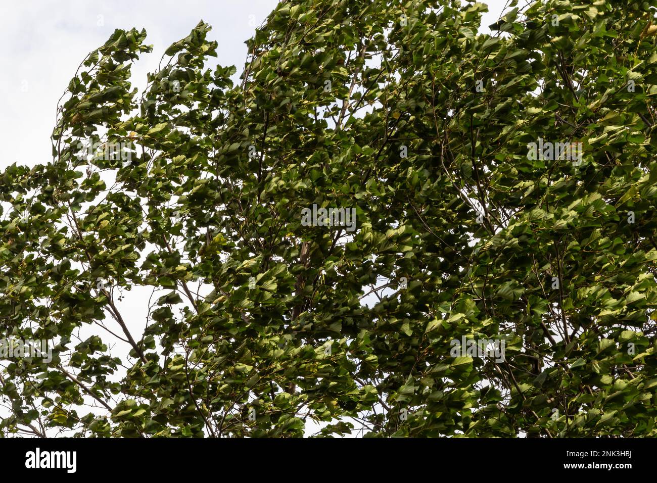 European alder tree in forest. Leaf of Field maple swaying on the wind ...
