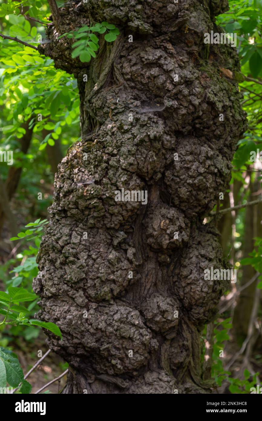Deformed trunk of a thick old tree with painful growths on a blurred ...