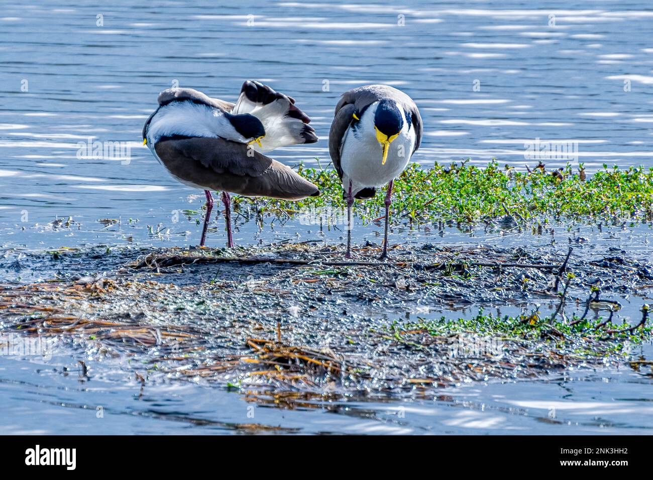 The masked lapwing (Vanellus miles) is a large, common and conspicuous ...