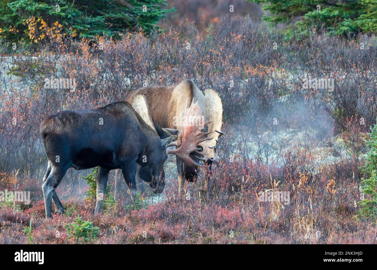 Alaska bull moose fighting hi-res stock photography and images - Alamy