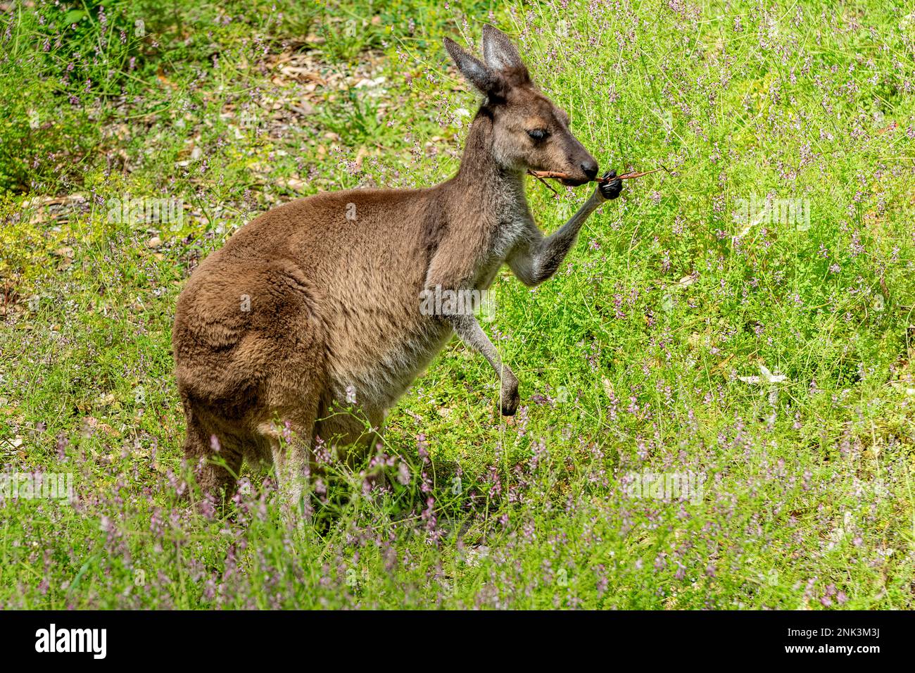 Kangaroo at Yanchep National Park Western Australia Stock Photo - Alamy