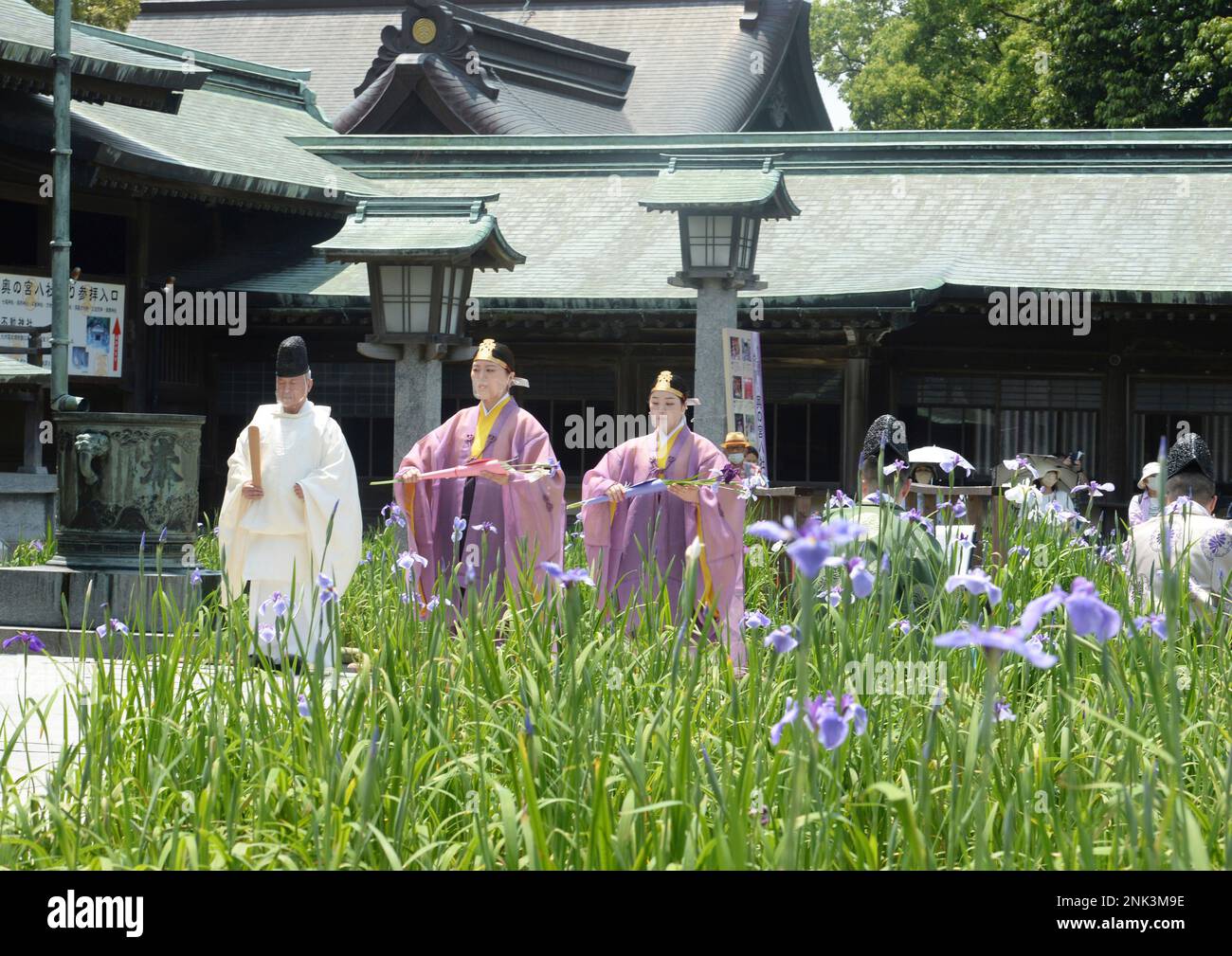 The priests harvest blooming Edo irises to offer to the Kami (Deity ...
