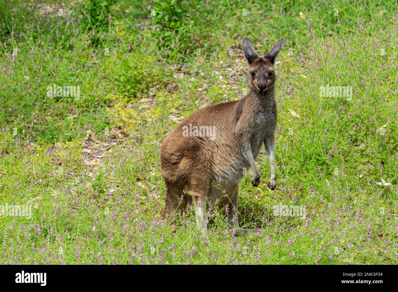 Kangaroo at Yanchep National Park Western Australia Stock Photo - Alamy