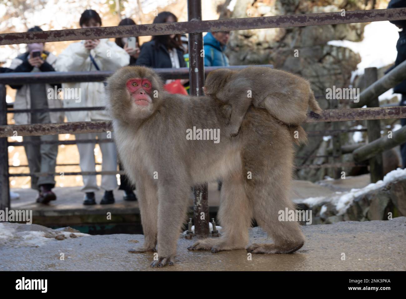 Yamanochi, Nagano Prefecture, Japan. 12th Feb, 2023. A baby snow monkey ...