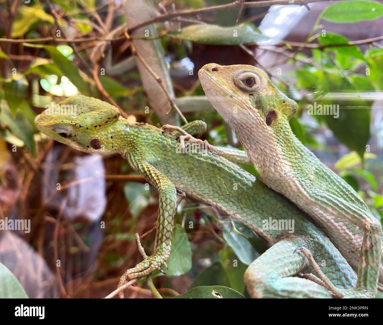 Cone-headed iguana (laemanctus longipes). Two green iguanas in the ...