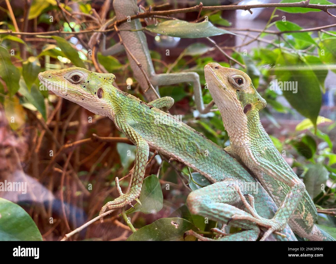 Two Headed Iguana
