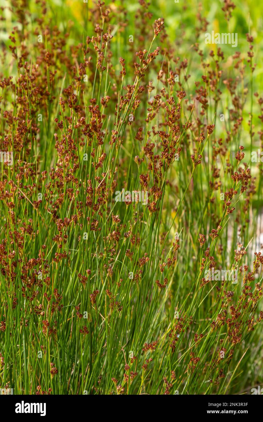 Common Soft Rush Juncus effusus is a perennial herbaceous flowering ...