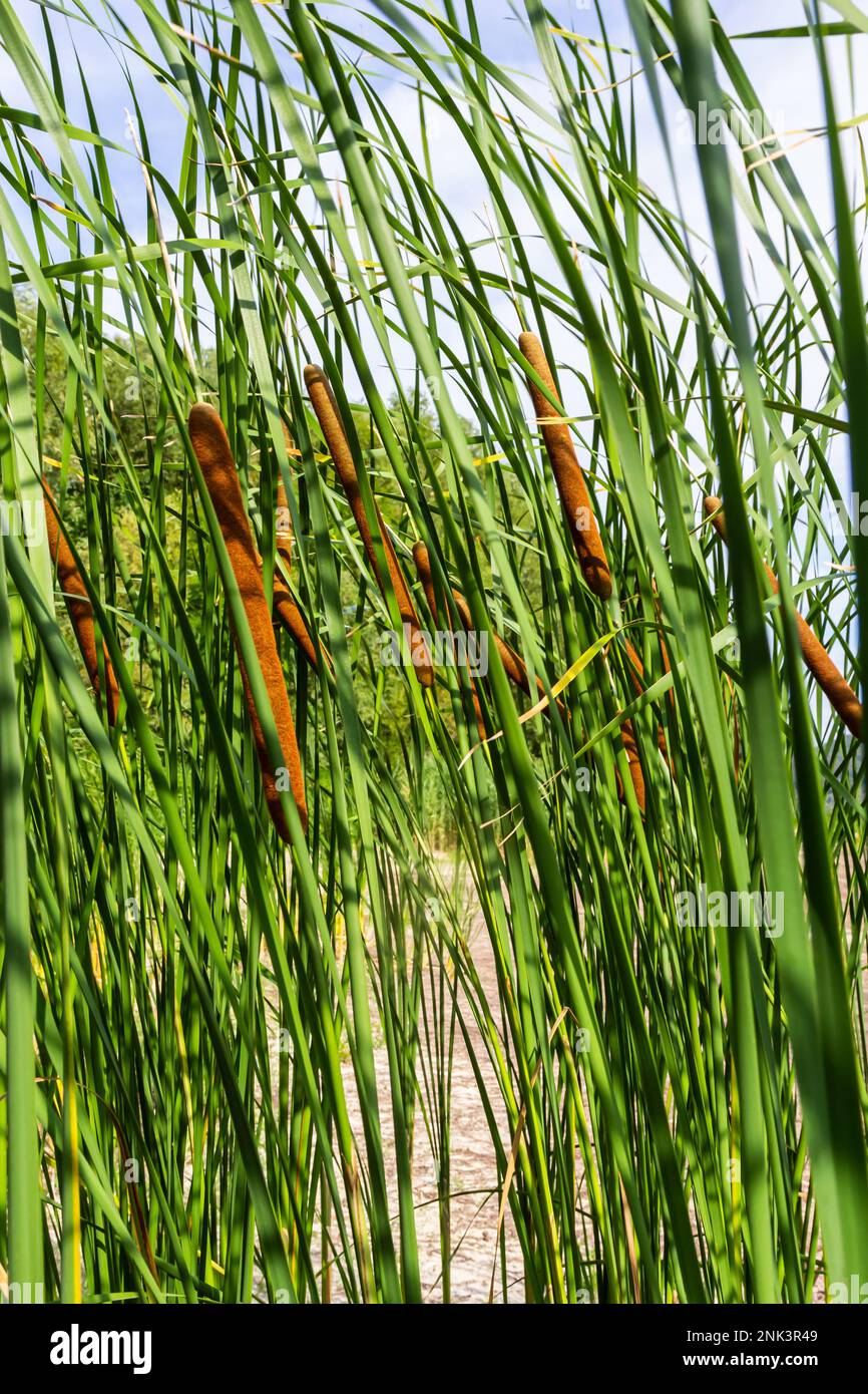 Typha latifolia broadleaf cattail, bulrush, common bulrush, common ...