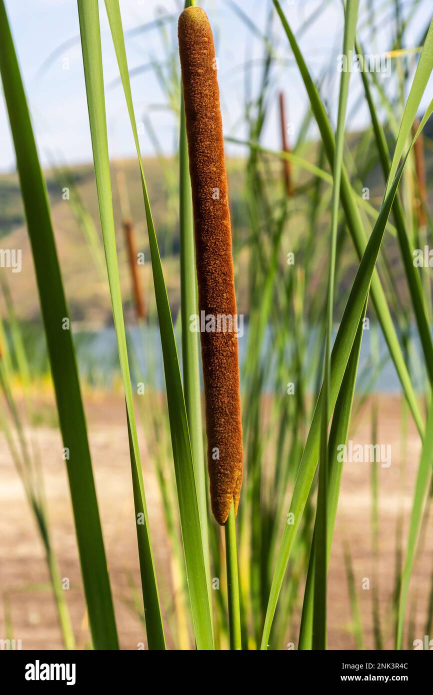 Freshwater Cattails