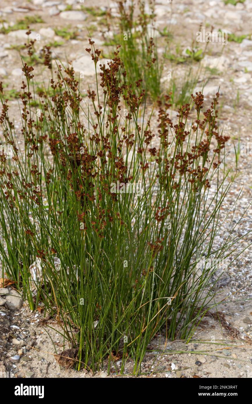 Common Soft Rush Juncus effusus is a perennial herbaceous flowering ...