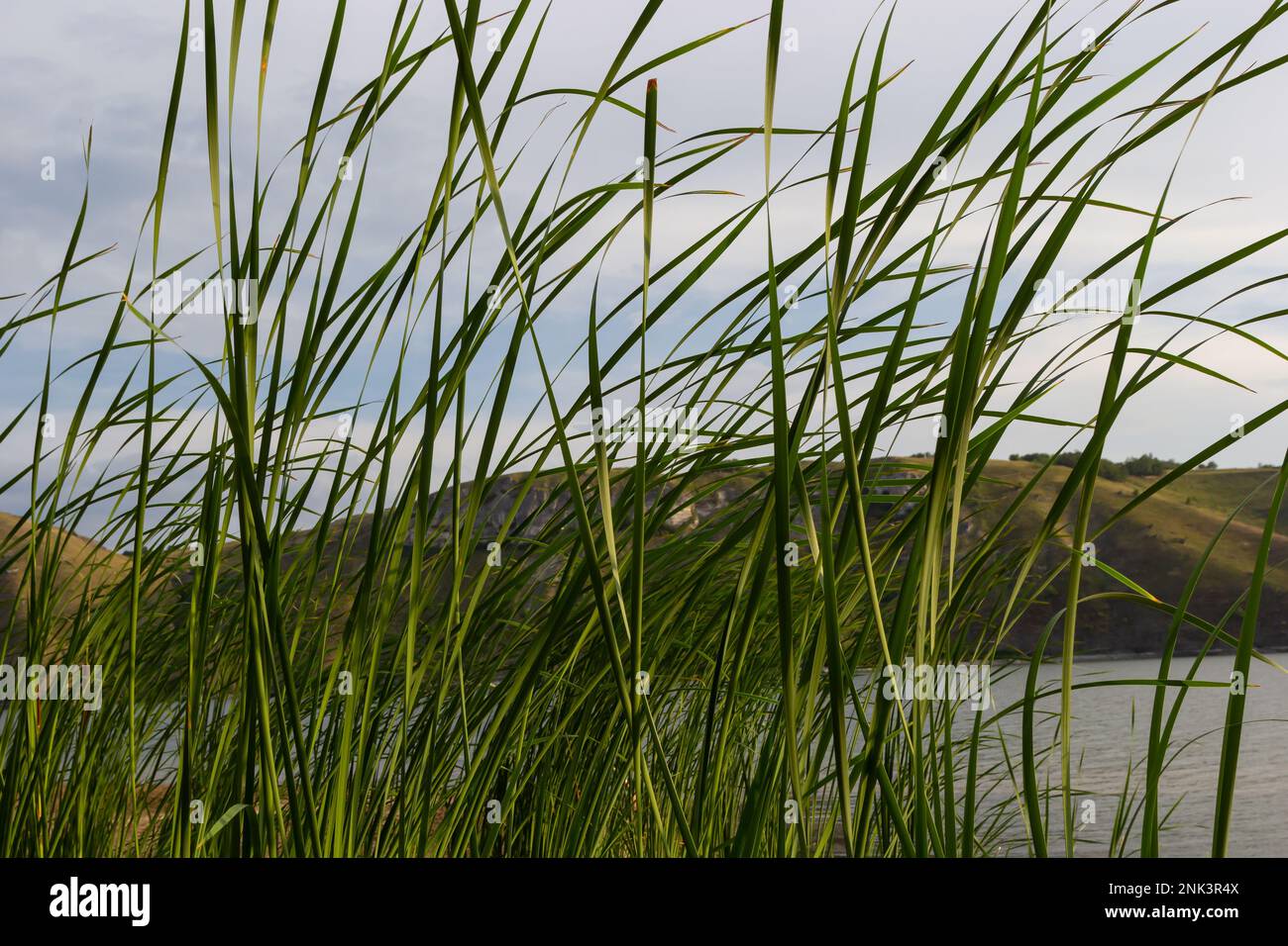 Typha latifolia broadleaf cattail, bulrush, common bulrush, common ...
